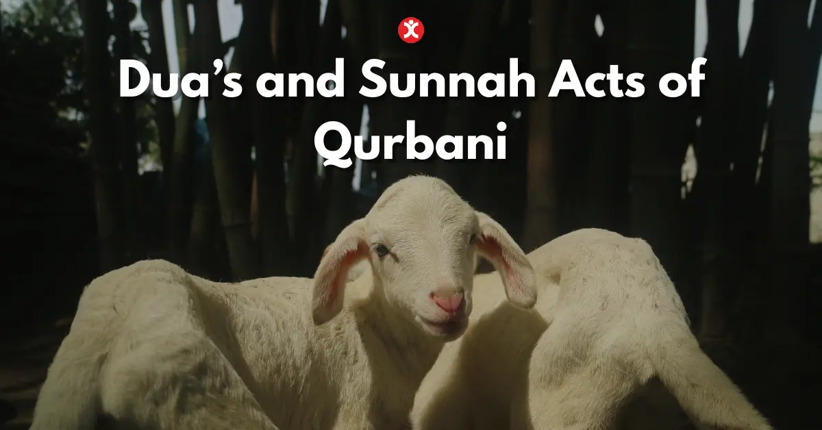 Dua’s and Sunnah Acts of Qurbani - Human Concern UK